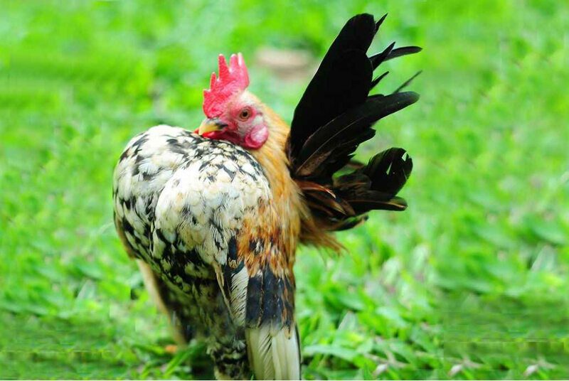 Gà Serama Là Gì? Cách Chăm Sóc Giống Gà Tre Serama Hiệu Quả